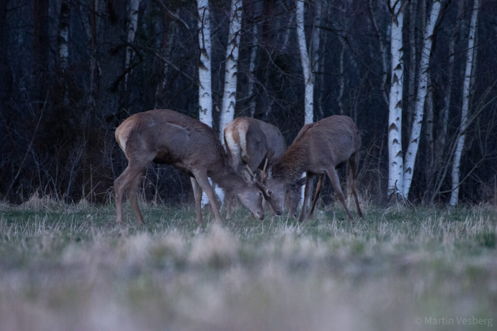 Selections from Estonia’s Wildlife and Landscape Photography Scenes ...
